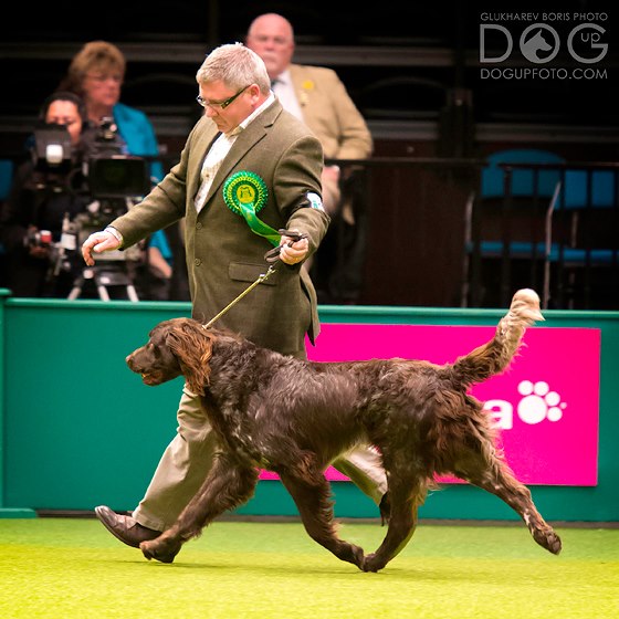 Where to meet a German Longhaired Pointer - German Longhaired Pointer Club