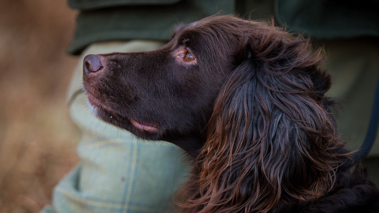 Events - German Longhaired Pointer Club