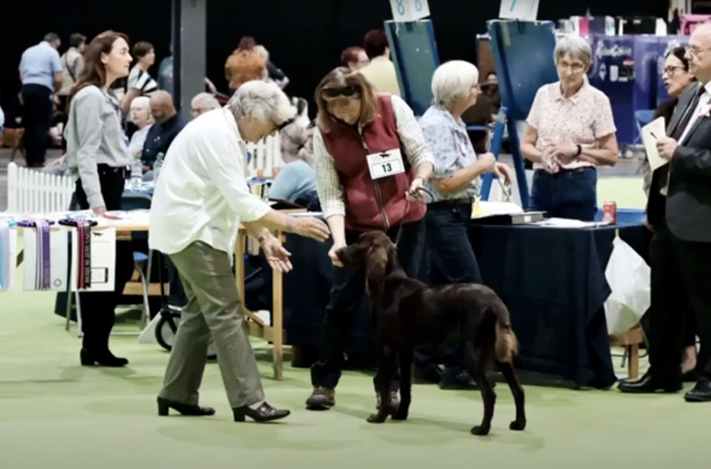 Home Page - German Longhaired Pointer Club